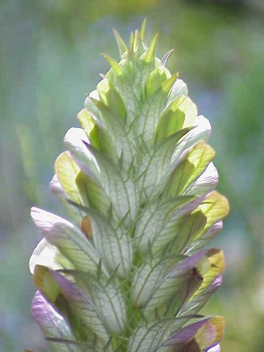 Akantus (Acanthus) - Information om planteslægten