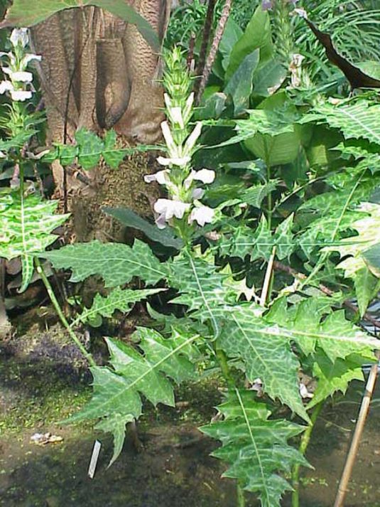 Akantus (Acanthus) - Information om planteslægten