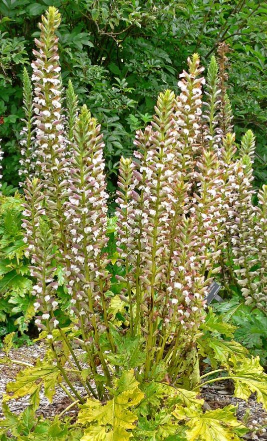Akantus (Acanthus) - Information om planteslægten