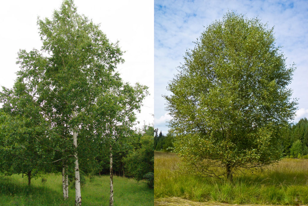 Birk (Betula) - Birketræernes arter, oprindelse, anvendelse osv.