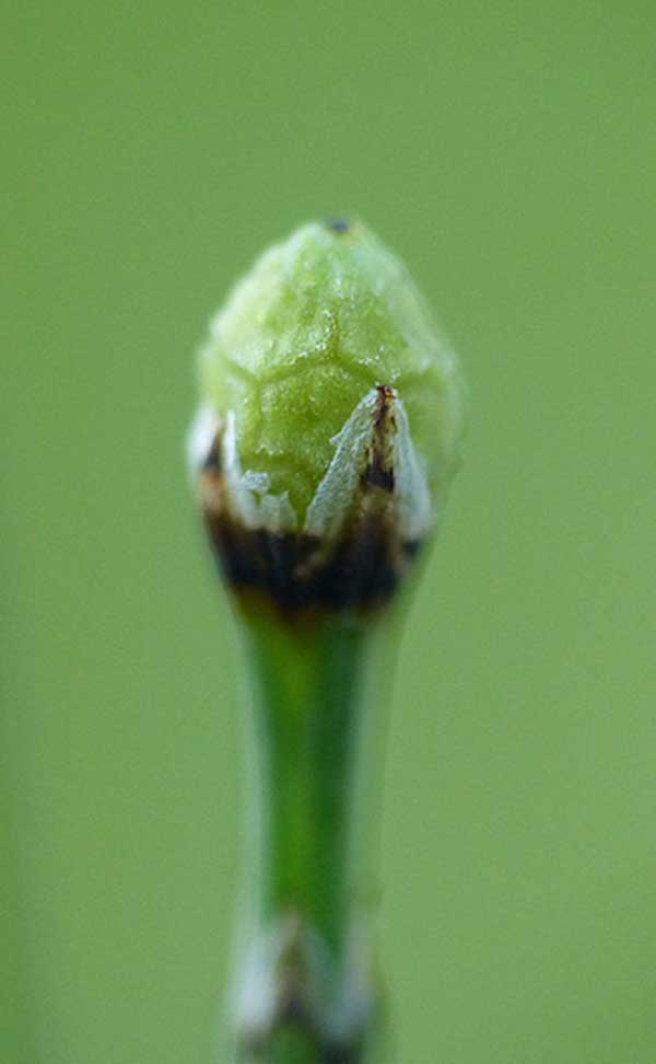 Padderokker (Equisetum) - Information om Paderokfamilien